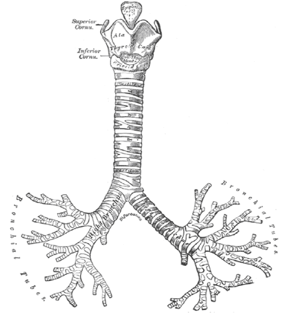 Respiratory System- Anatomy
