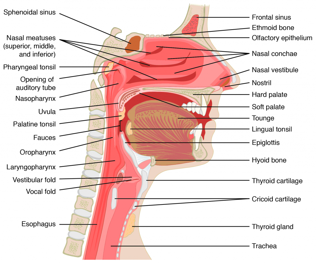 Respiratory System- Anatomy