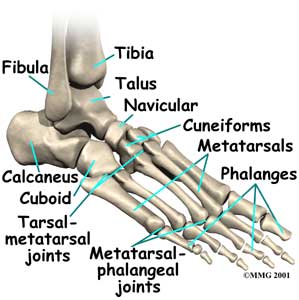ankle-bones - Critical Care Practitioner